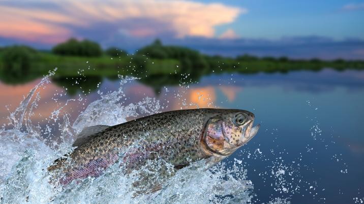 InPublishing: ESco completes the migration of Trout & Salmon